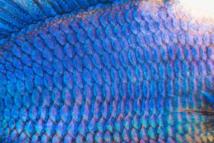 Eco Fashion and Sustainability: Fish Leather from Iceland