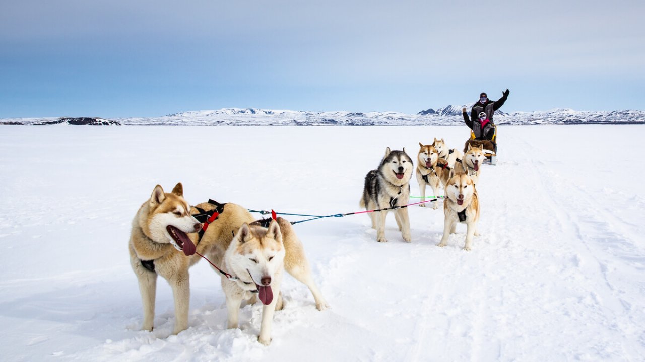 Wheel Dog Sled Build